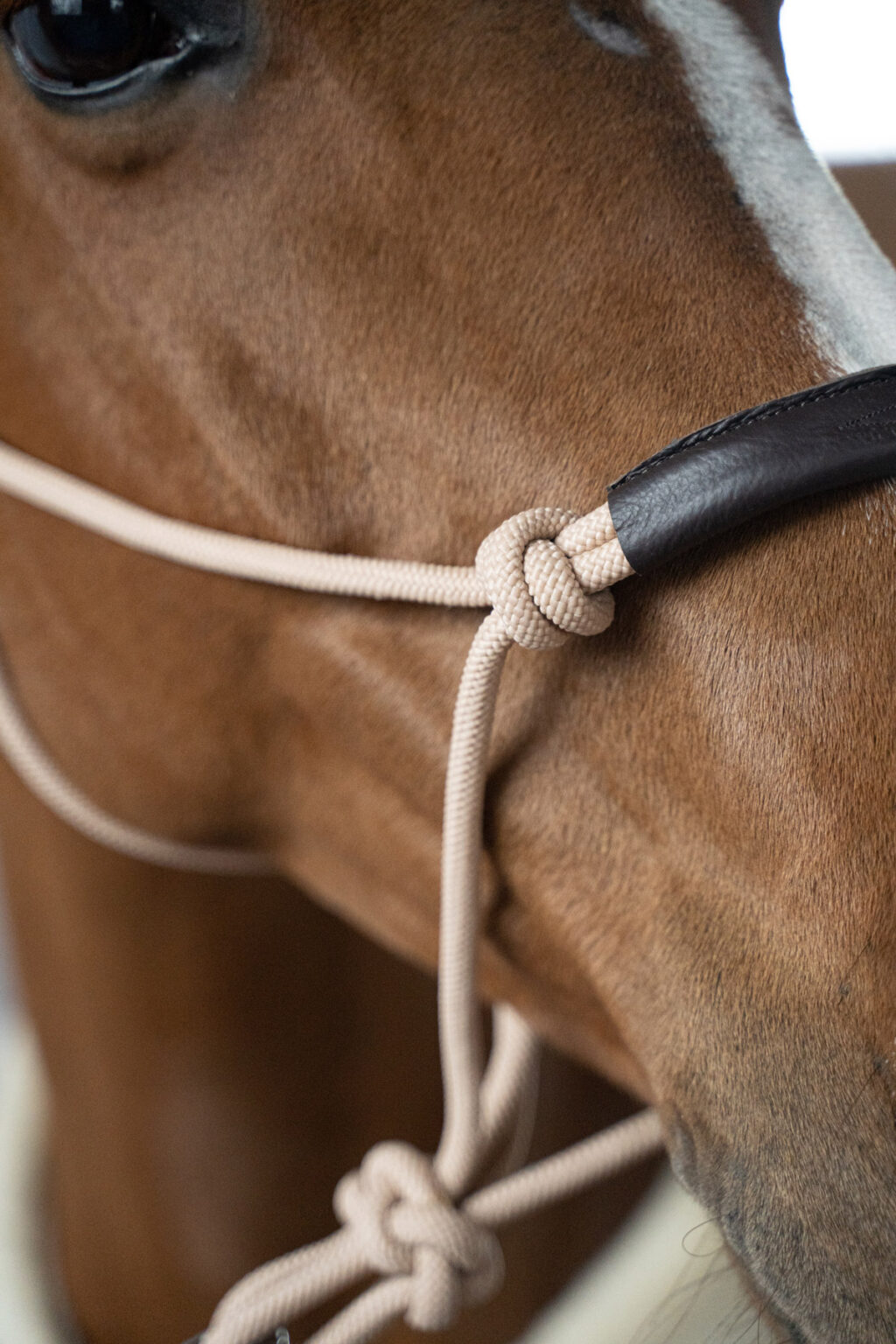 Amiko Essential Rope Halter | Amiko & Friends