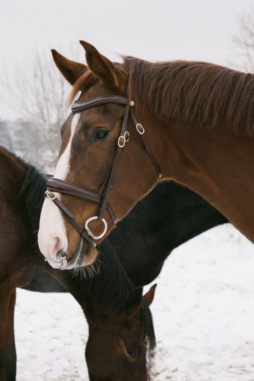 Amiko Essential Bridle Allround, Havana Brown | Amiko & Friends