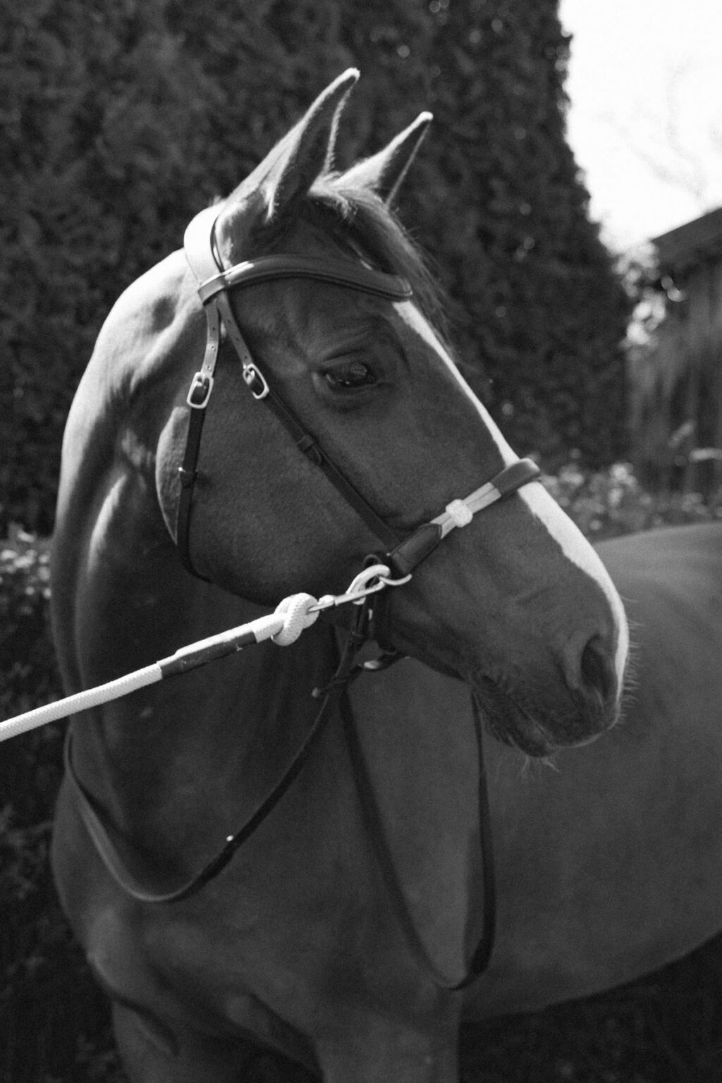 Amiko Freedom Bridle, Havana Brown | Amiko & Friends